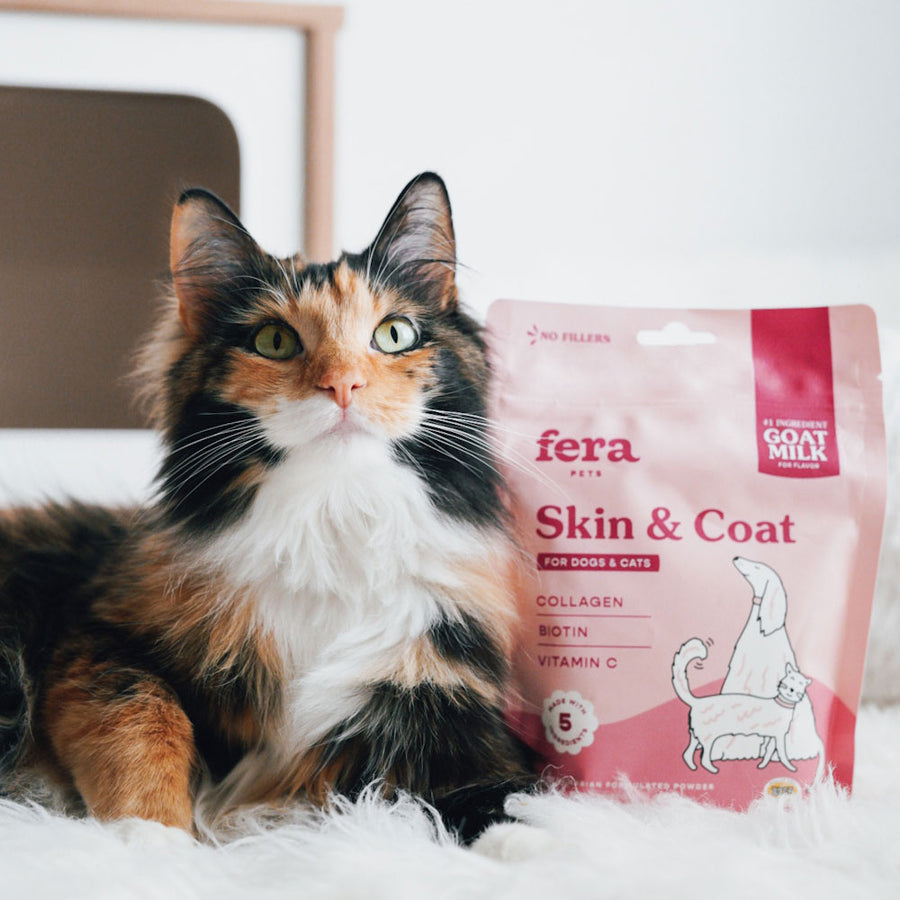 The Purrfect List of Homemade Cat Treat Recipes – Fera Pets